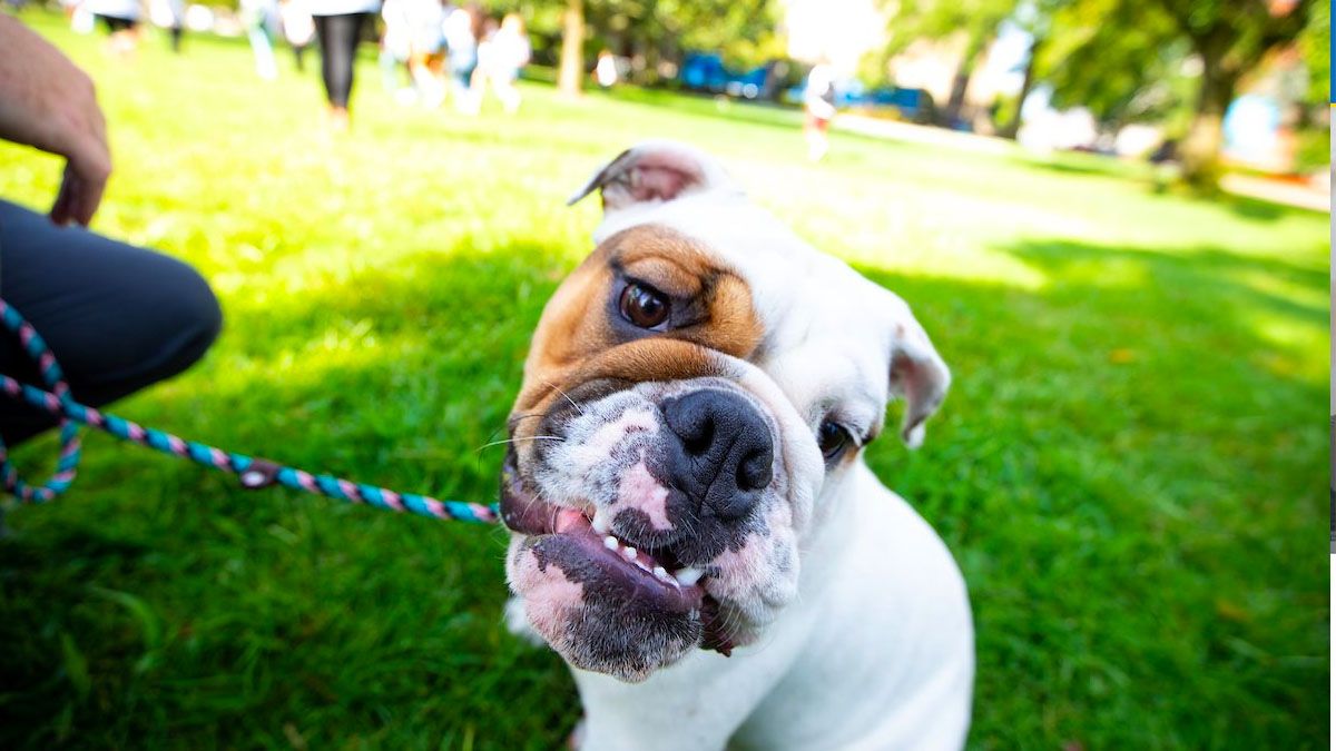 Blog - It's a dog's life: Georgetown University's mascot goes to Hollywood