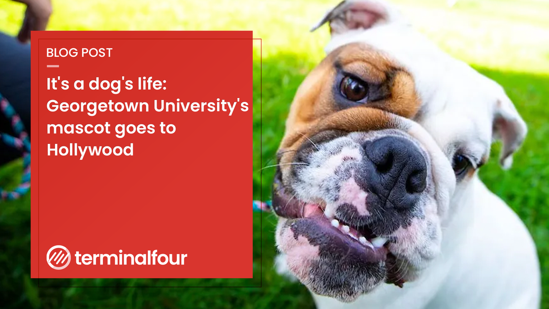 Blog - It's a dog's life: Georgetown University's mascot goes to Hollywood